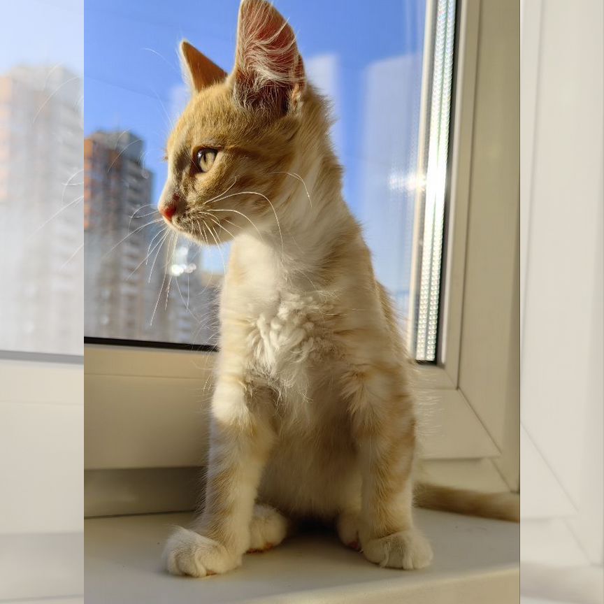 Котенок мальчик рыженький