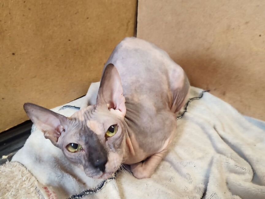 Донской сфинкс котята