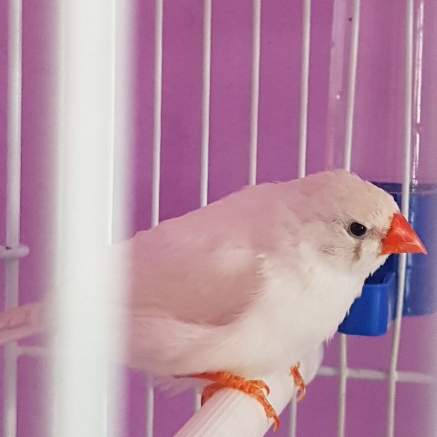 Амадина зебровая в добрые руки, бесплатно