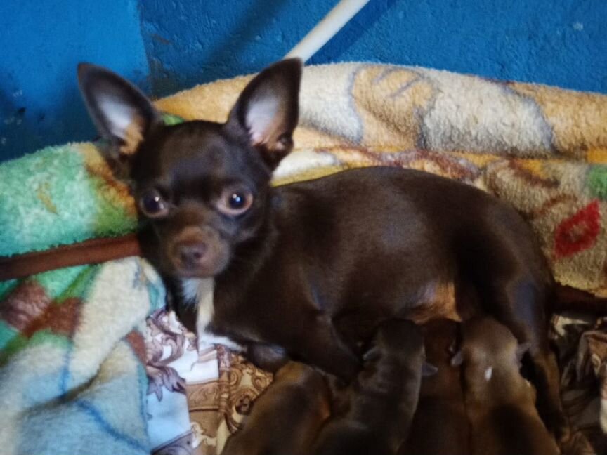 Щенки чихуахуа