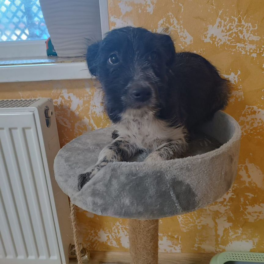 Щенки в добрые руки