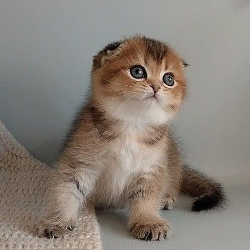 Котенок