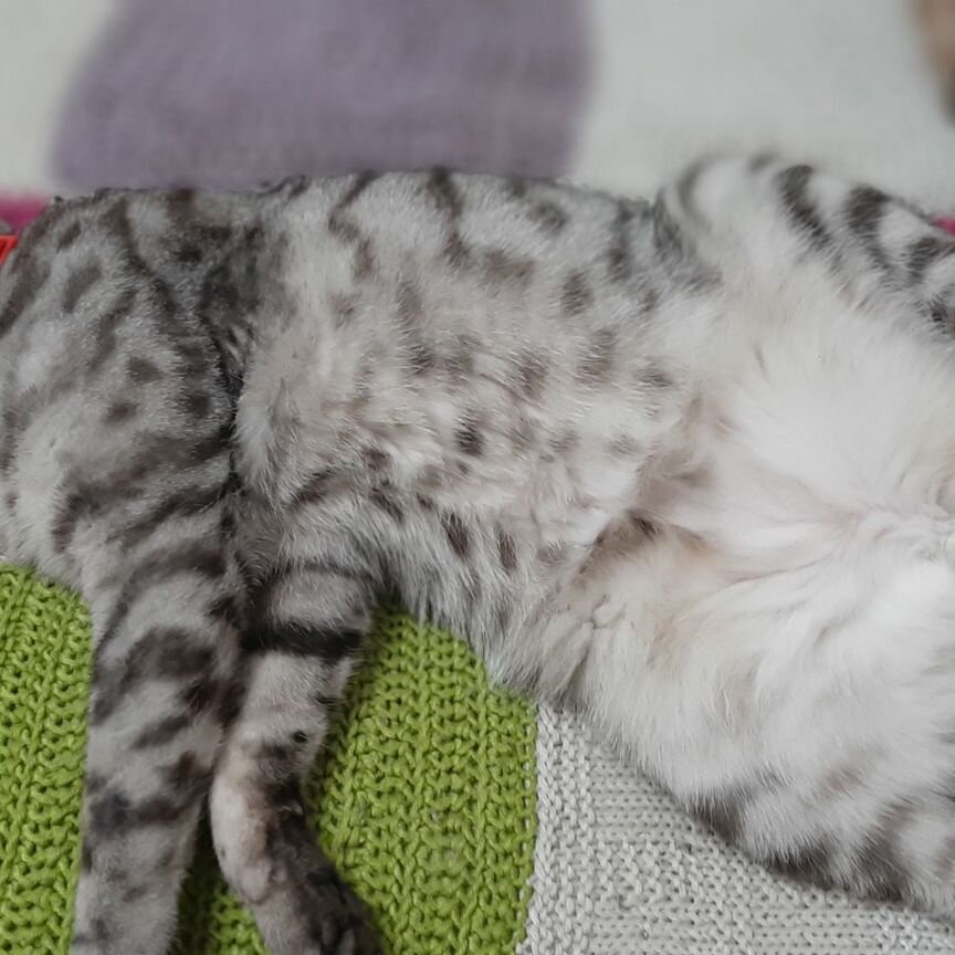 Британский кот