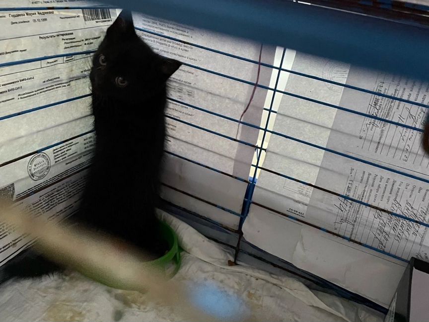 Котёнок в добрые ответственные руки