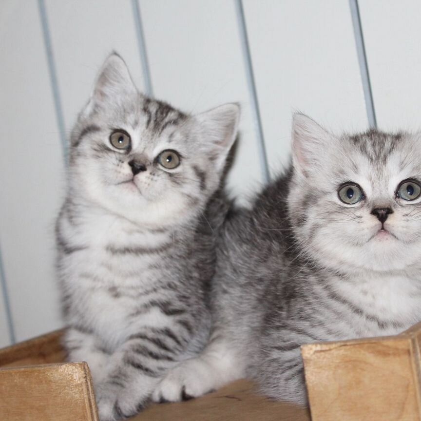 Плюшевые котята мальчики