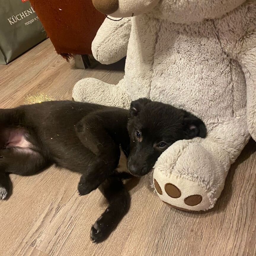 Щенок девочка в добрые руки