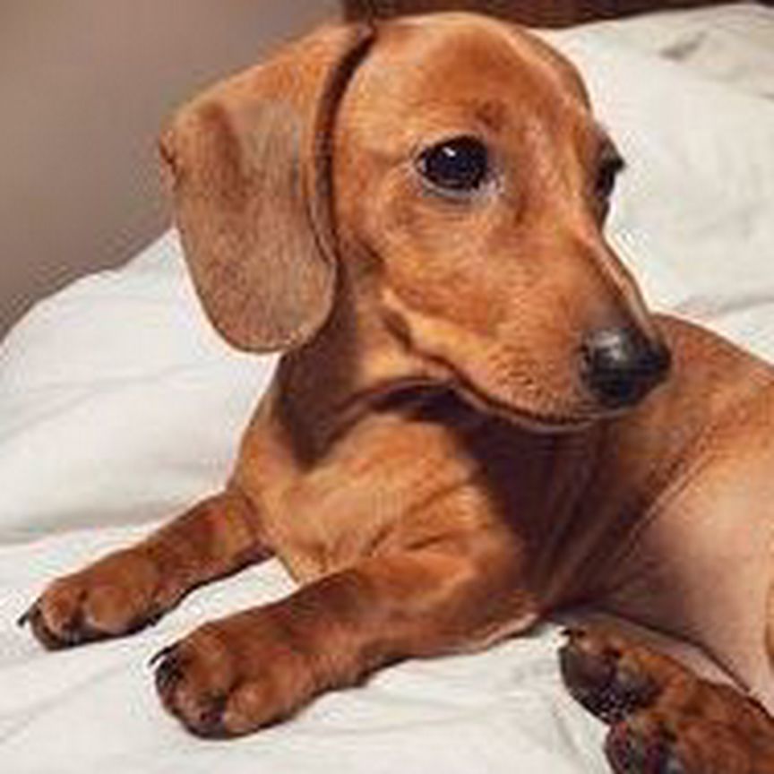 Карликовая такса, щенок