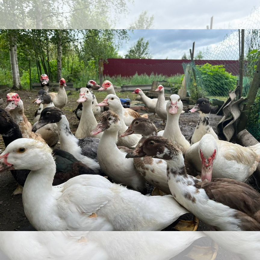 Продам подрощенных индоуток