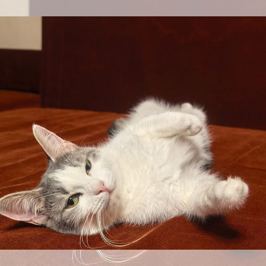 Взрослая, кошка в добрые руки