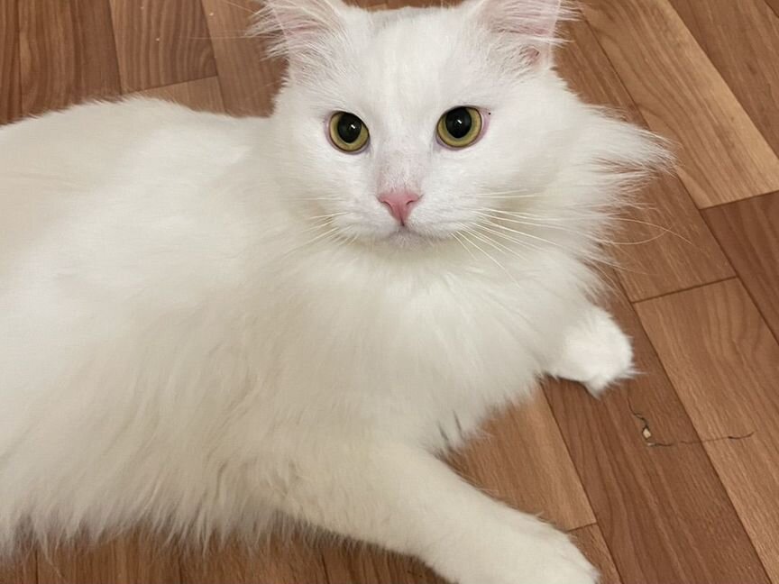 Кот на вязку