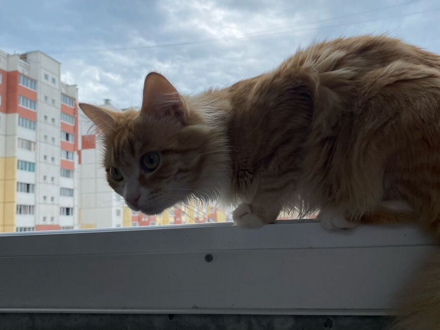 Кот помесь с мейкуном