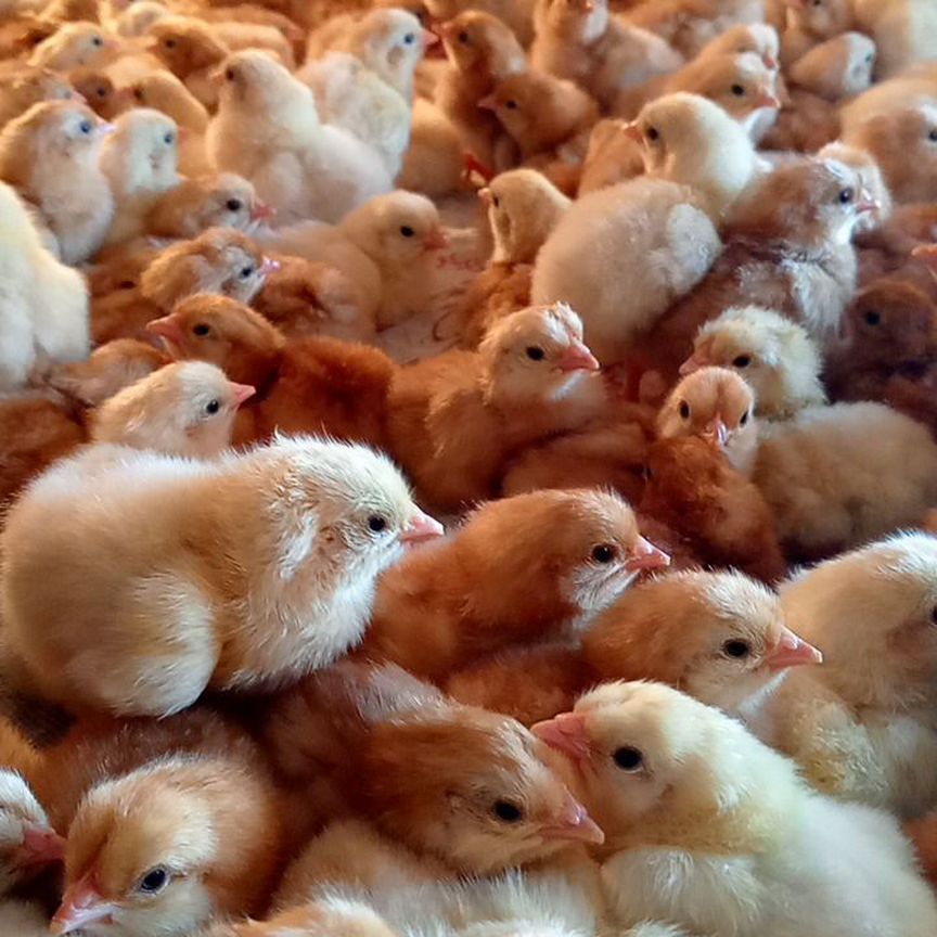 Цыплята суточные несушки