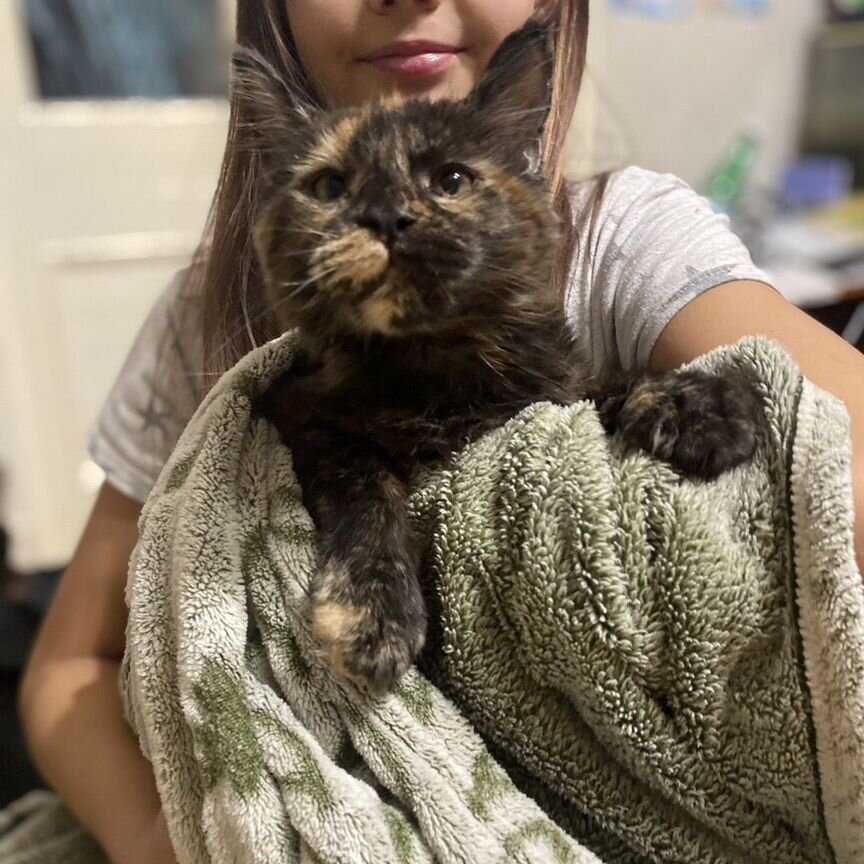 Мейн-кун малышка