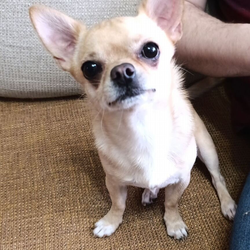 Чихуахуа, вязка