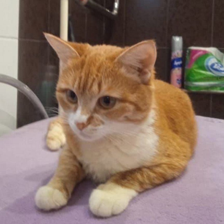 Найдена кошечка