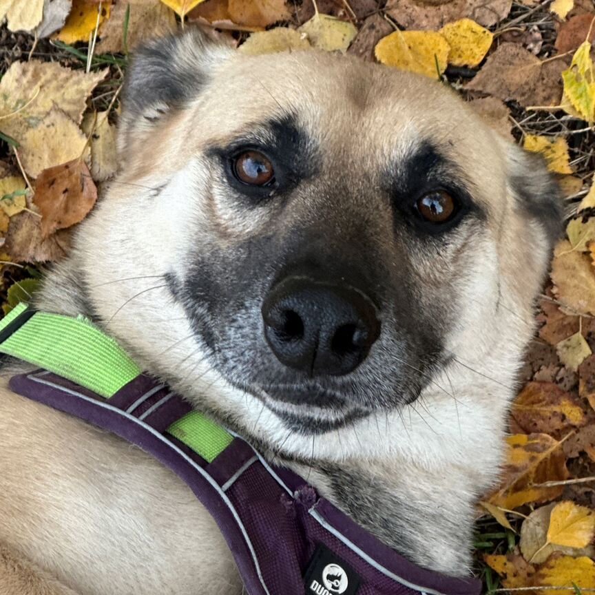 Его шерстейшество Клайд грустит в приюте