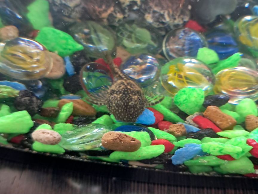 Рыбки сомики