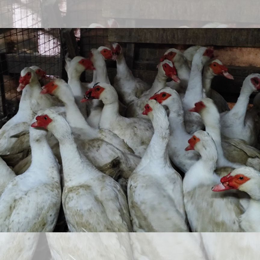 Индоутки Крупных Пород,Куры и Петухи