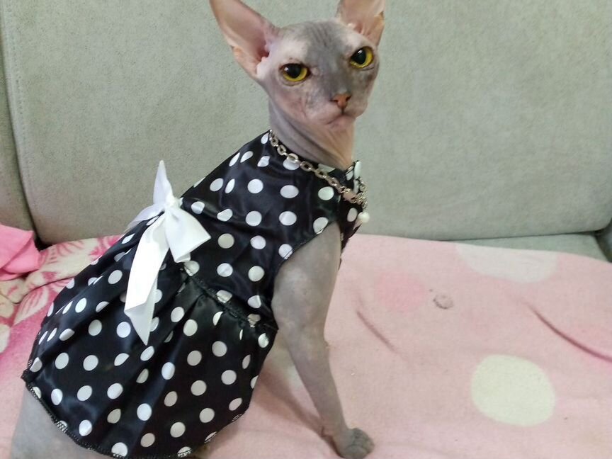 Ждём котика