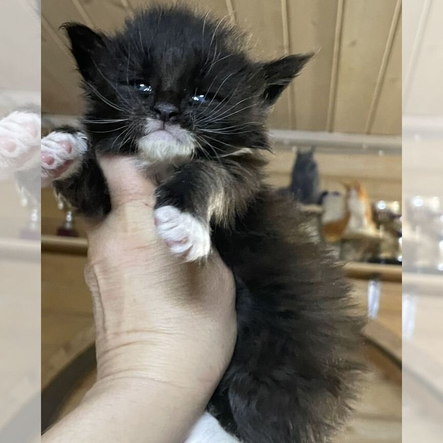 Мейн-кун котёнок