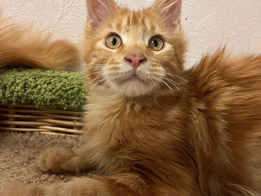 Мальчик Мейн Кун готов к переезду