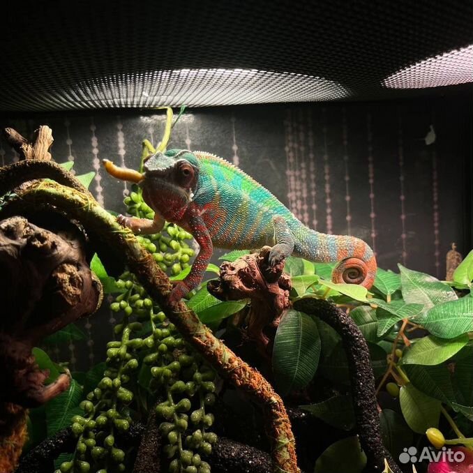 Пантеровый хамелеон