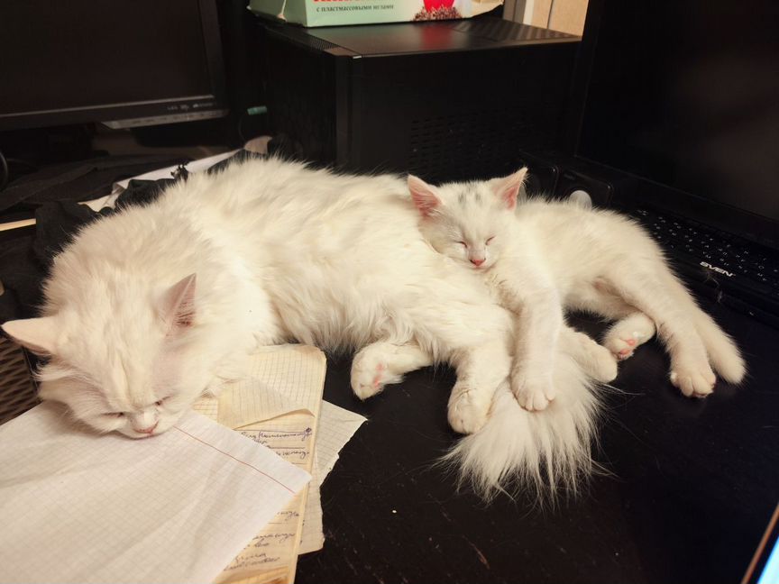 Котята турецкой ангоры