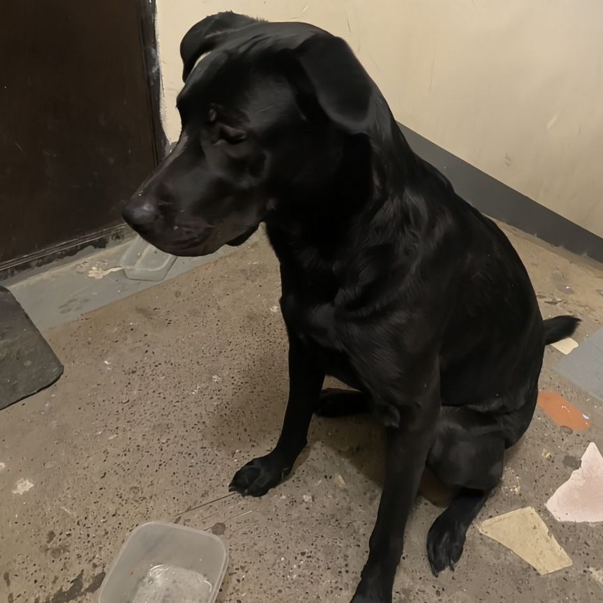 Лабрадор-ретривер, взрослая собака