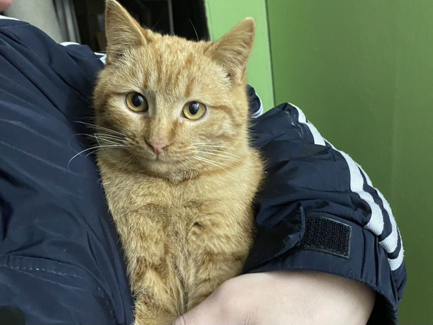 Котенок подросток в добрые руки