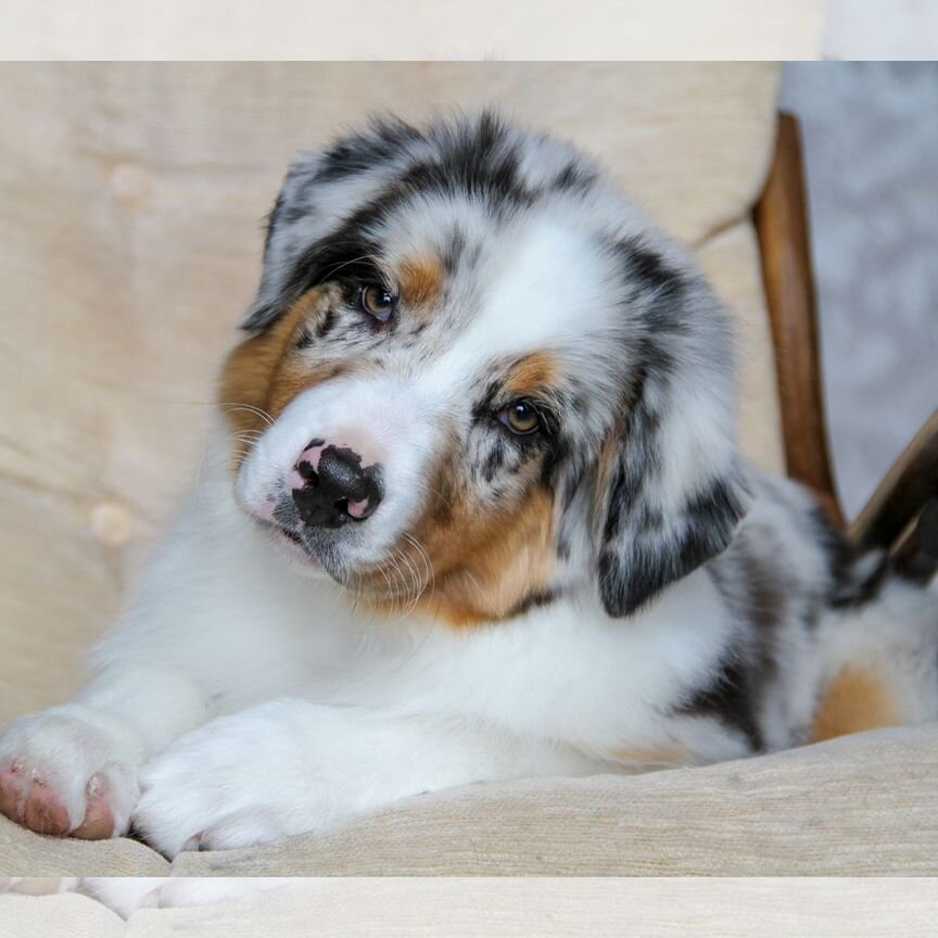 Австралийская овчарка, щенок