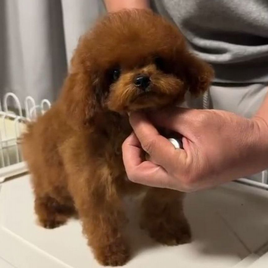 Той-пудель, щенок