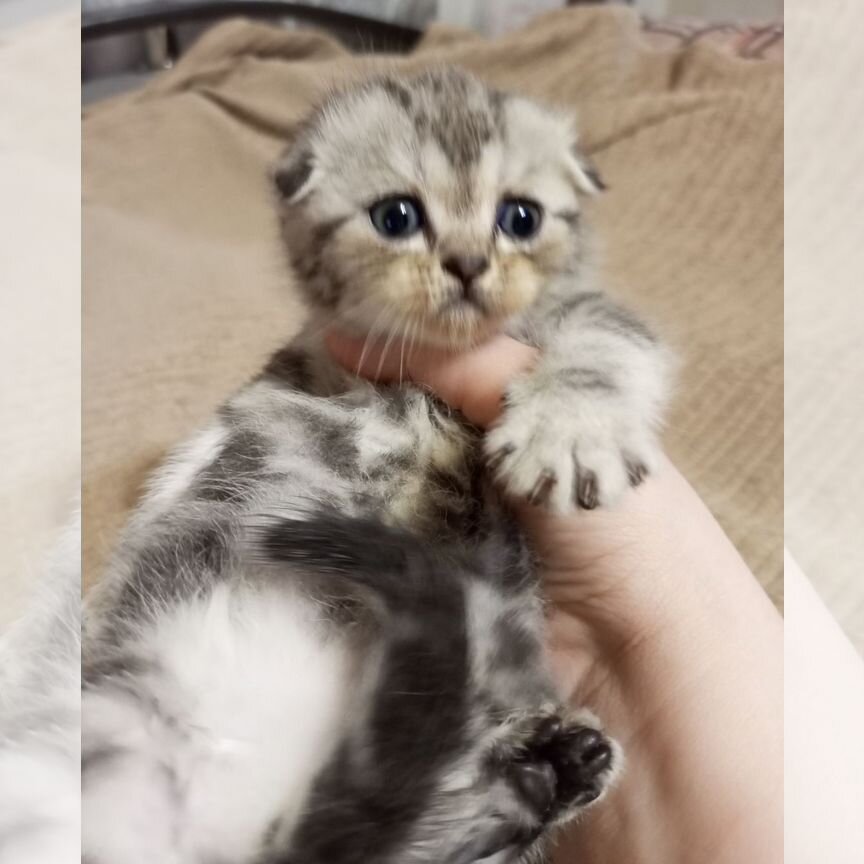 Шотландский вислоухий короткошёрстный котёнок