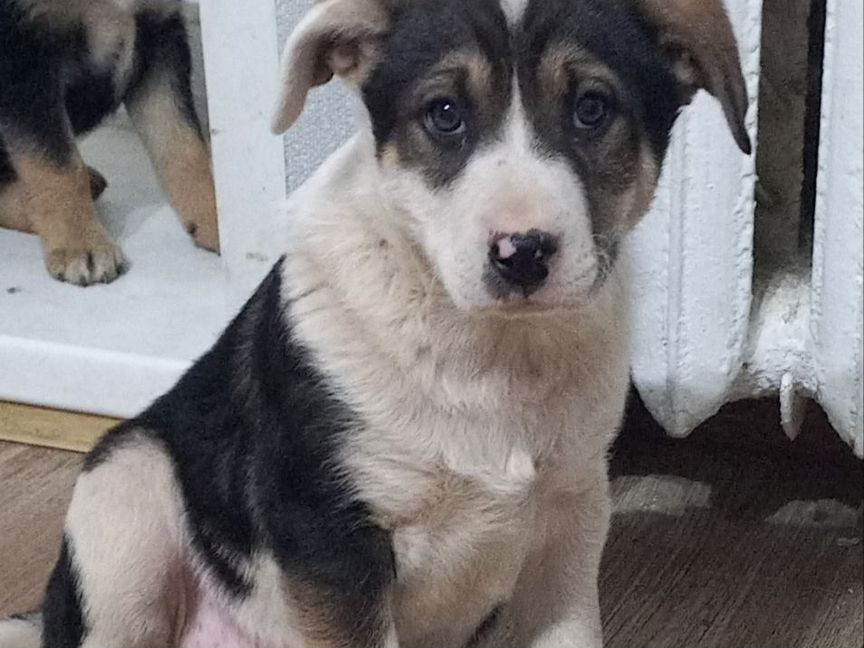 Щенок мальчик