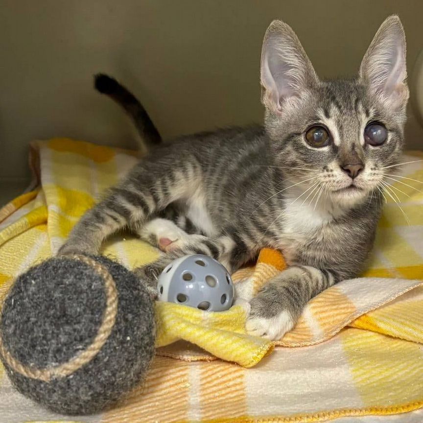 Котёнок в добрые руки