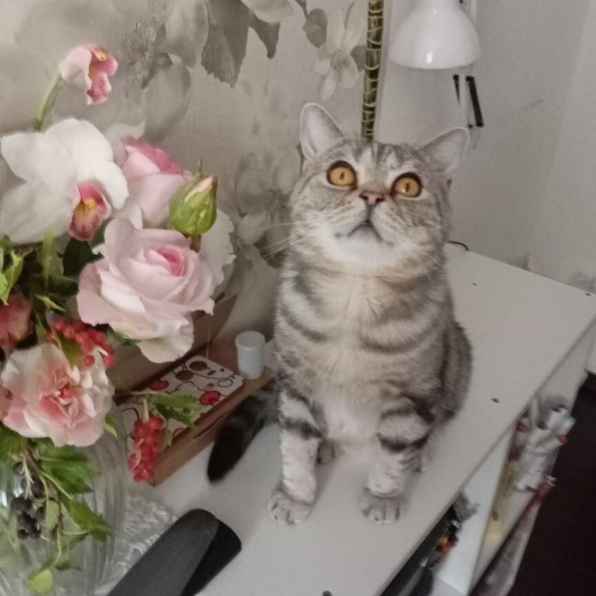 Кот в добрые руки