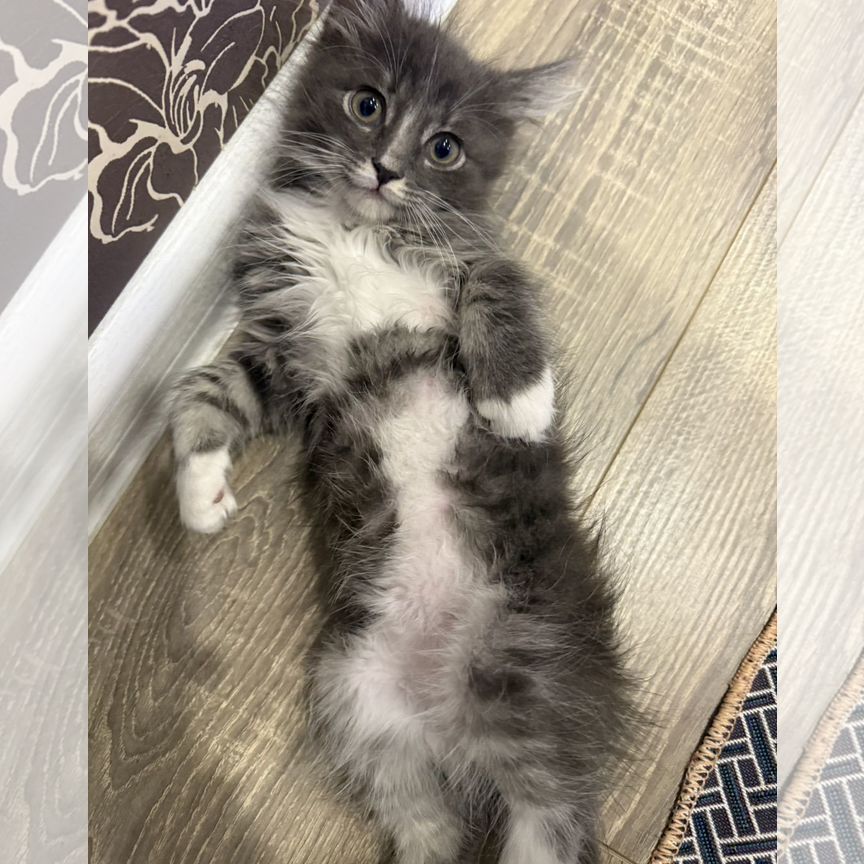 Русский голубой котёнок