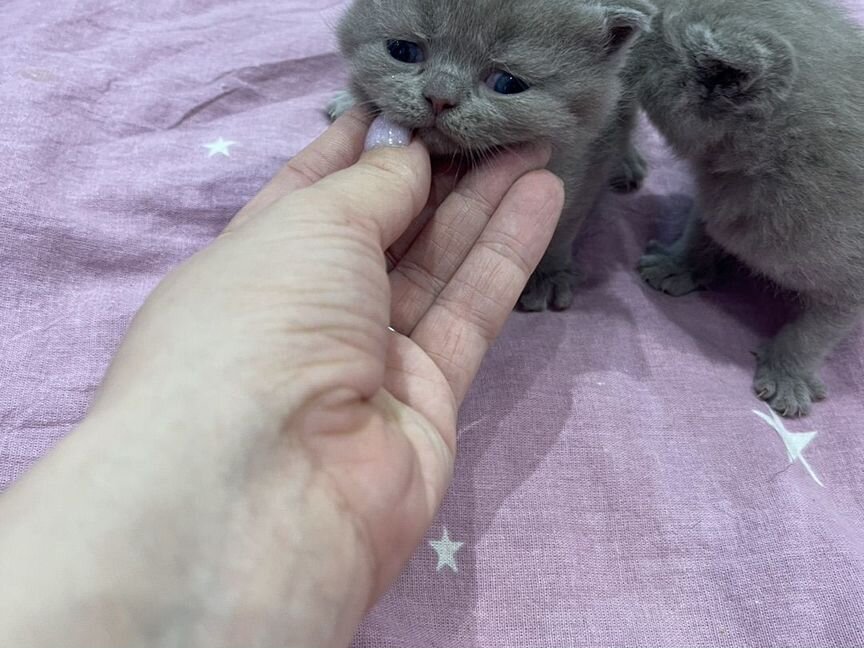 Британские котята