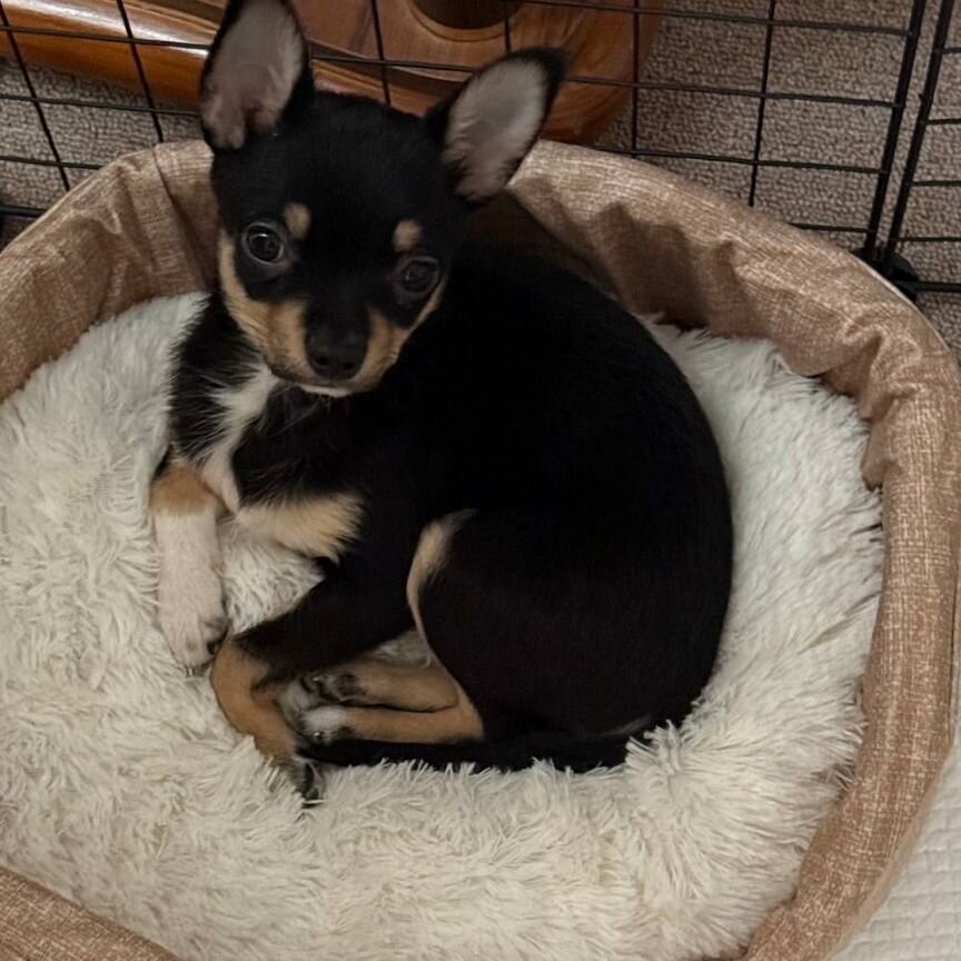 Чихуахуа, щенок