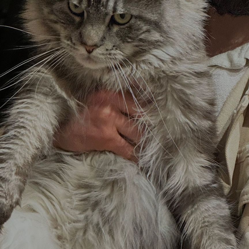 Кот мейн-кун вязка