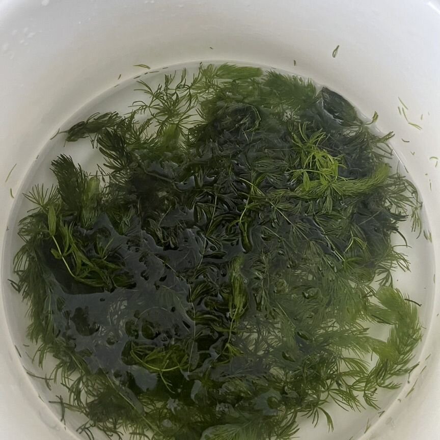 Аквариумное растение и рыбки гуппи