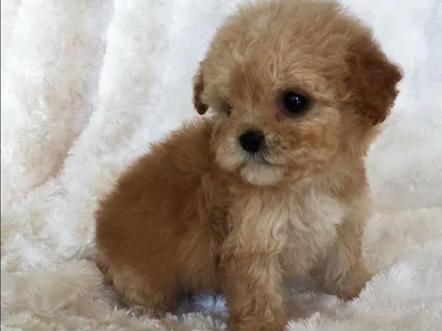 Щенки мальтипу