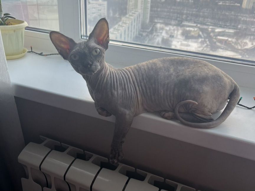 Сфинкс бомбино