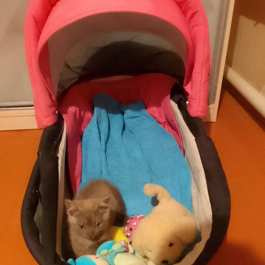 Кошка