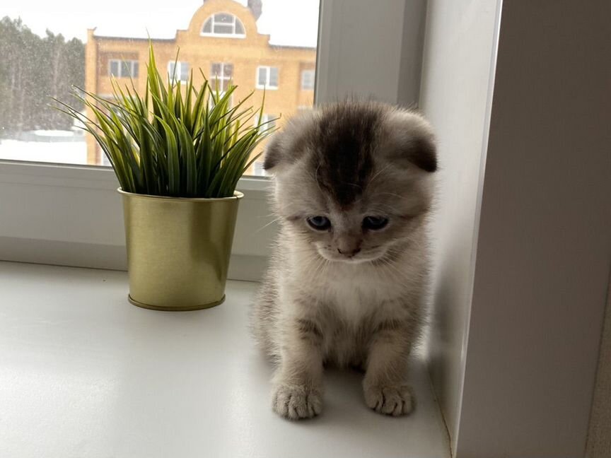 Шотландская вислоухая кошечка