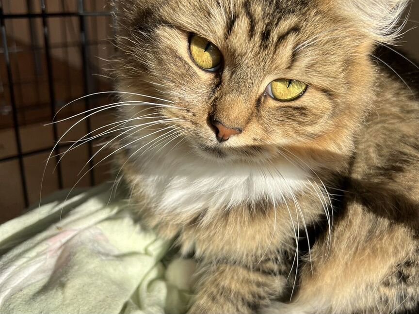 Сибирская кошка