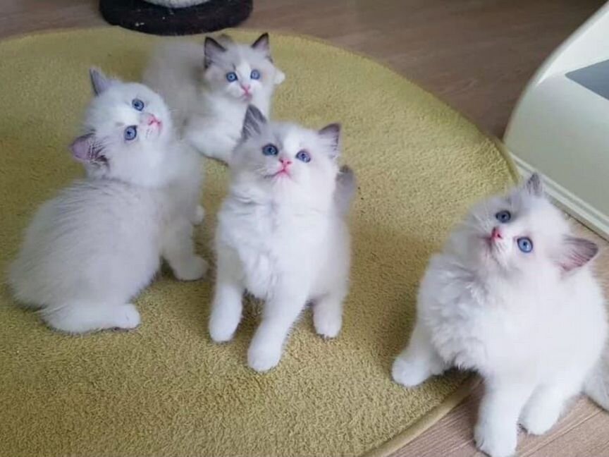 Котодетки Рэгдолл биколор