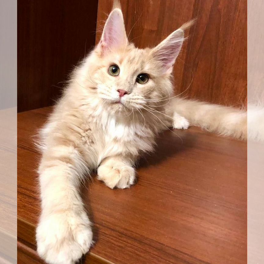 Мейн-кун котёнок