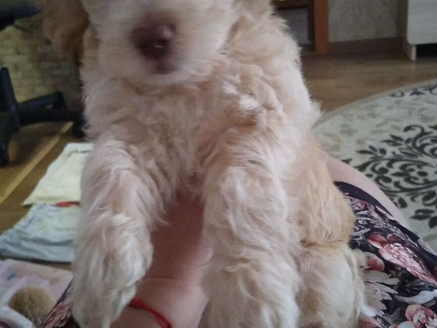 Метис болонки