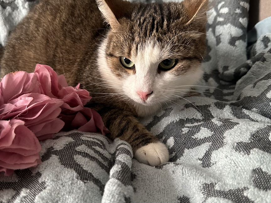 Тихая миролюбивая кошечка Лола