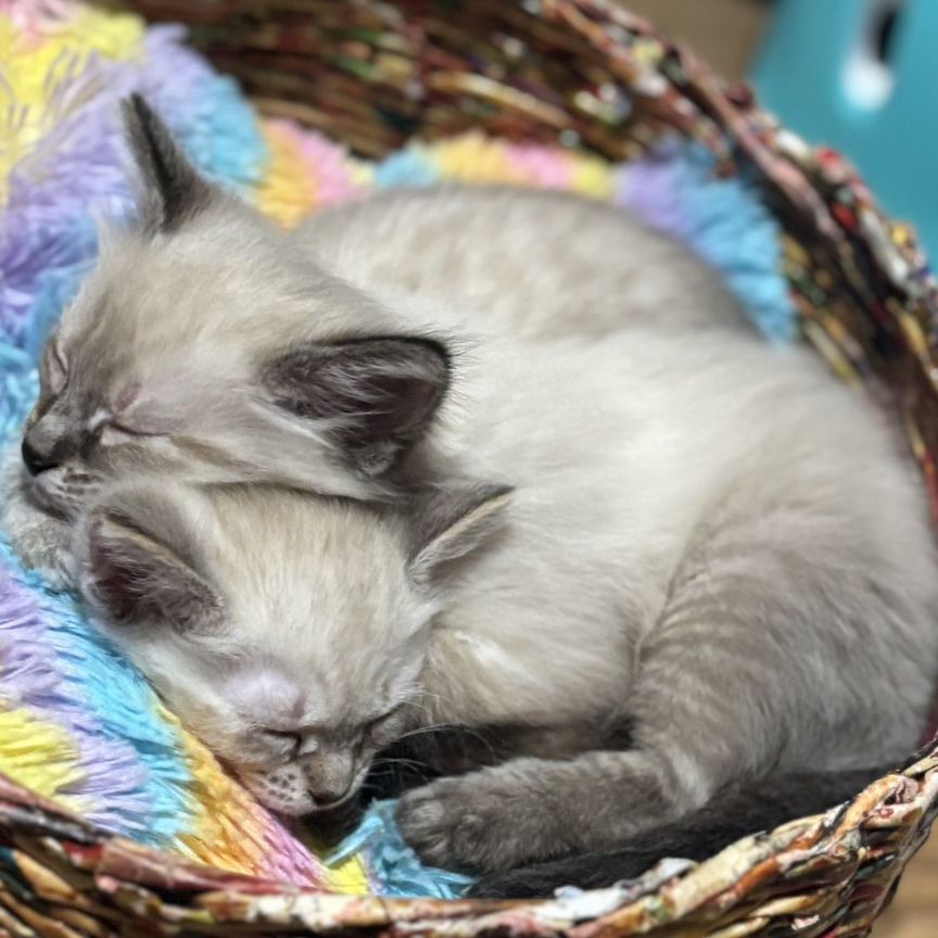 Невский маскарадный котёнок